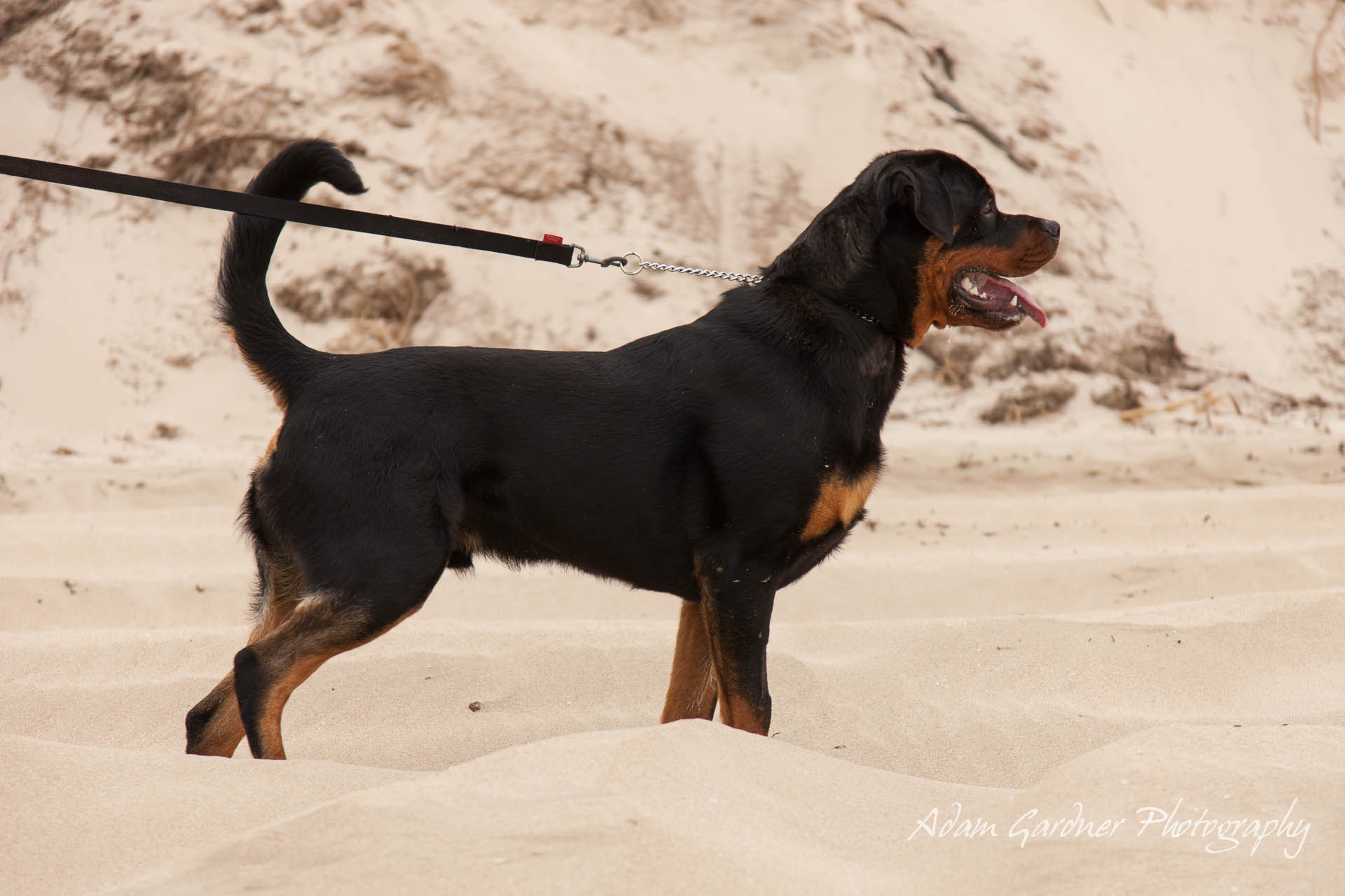 STAHLGRIFF ROTTWEILERS